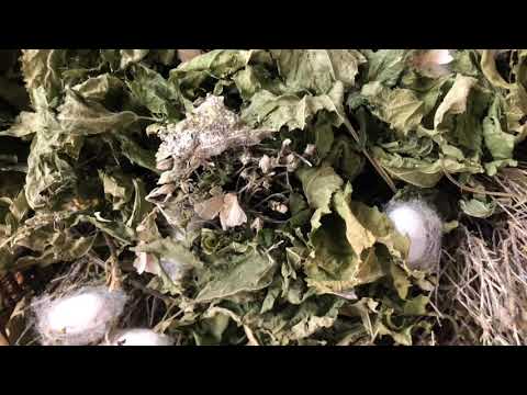 how to make silk - factory process and machinery