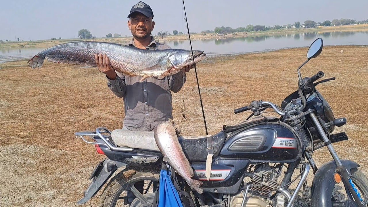 one of the biggest Wallago Attu fish catching fishing videos best ...