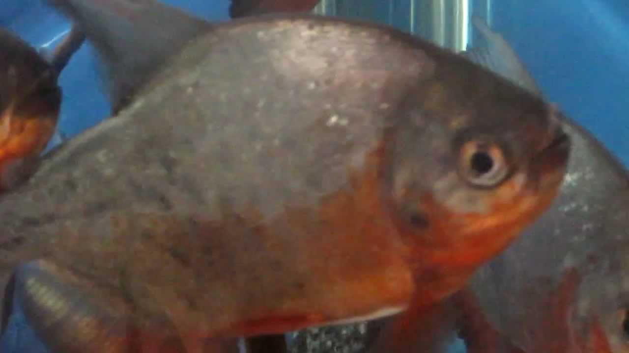 raudonoji piranija - YouTube