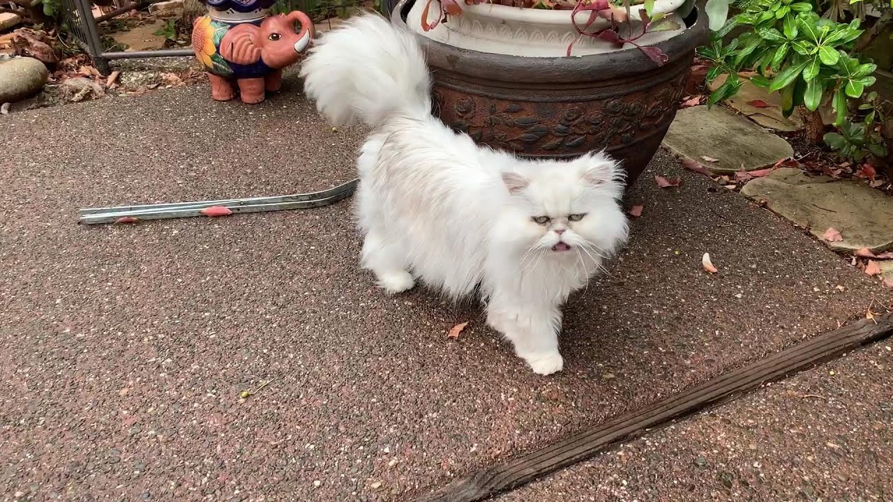 20 10 02 Tiny Bear, Yeti Supervisor at Large - YouTube