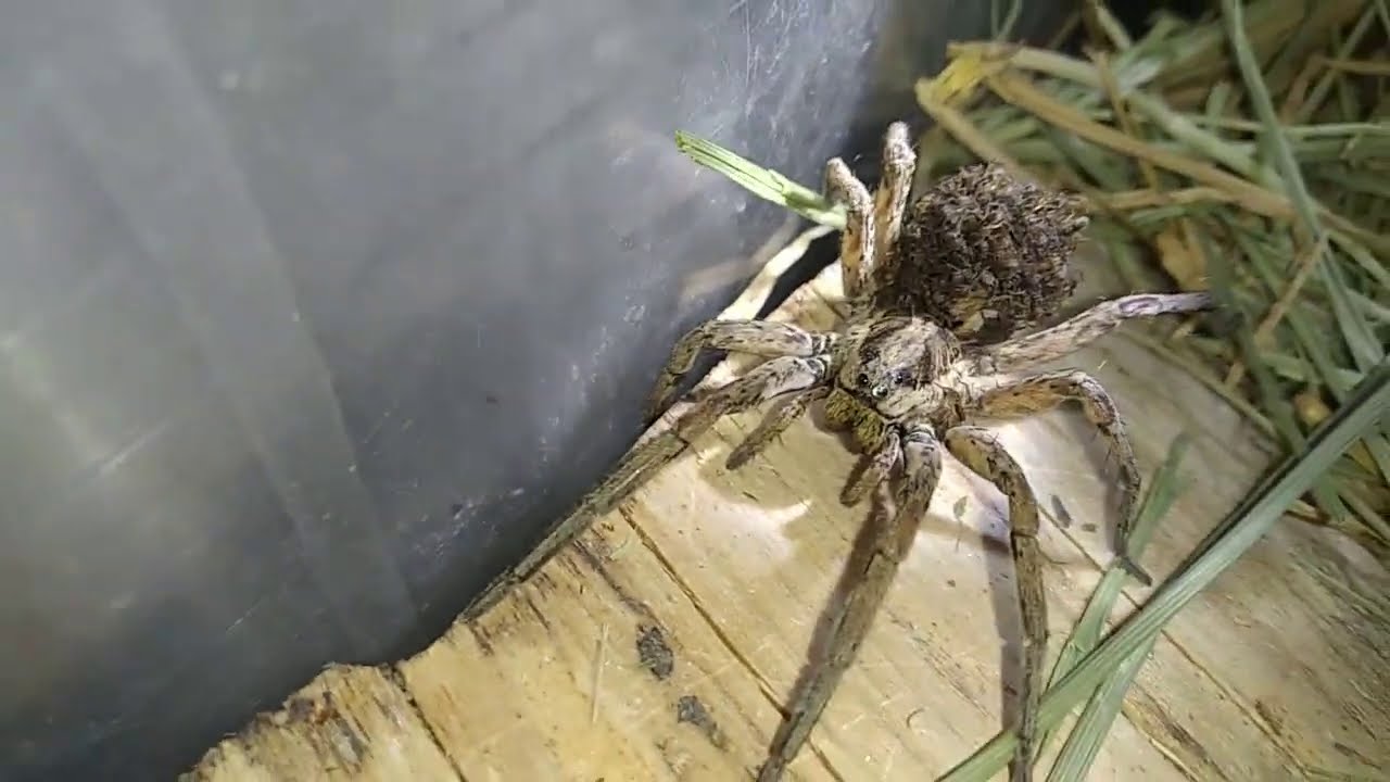 Araña lobo (Lycosa tarantula) y sus crías - saco sedoso y crías en ...