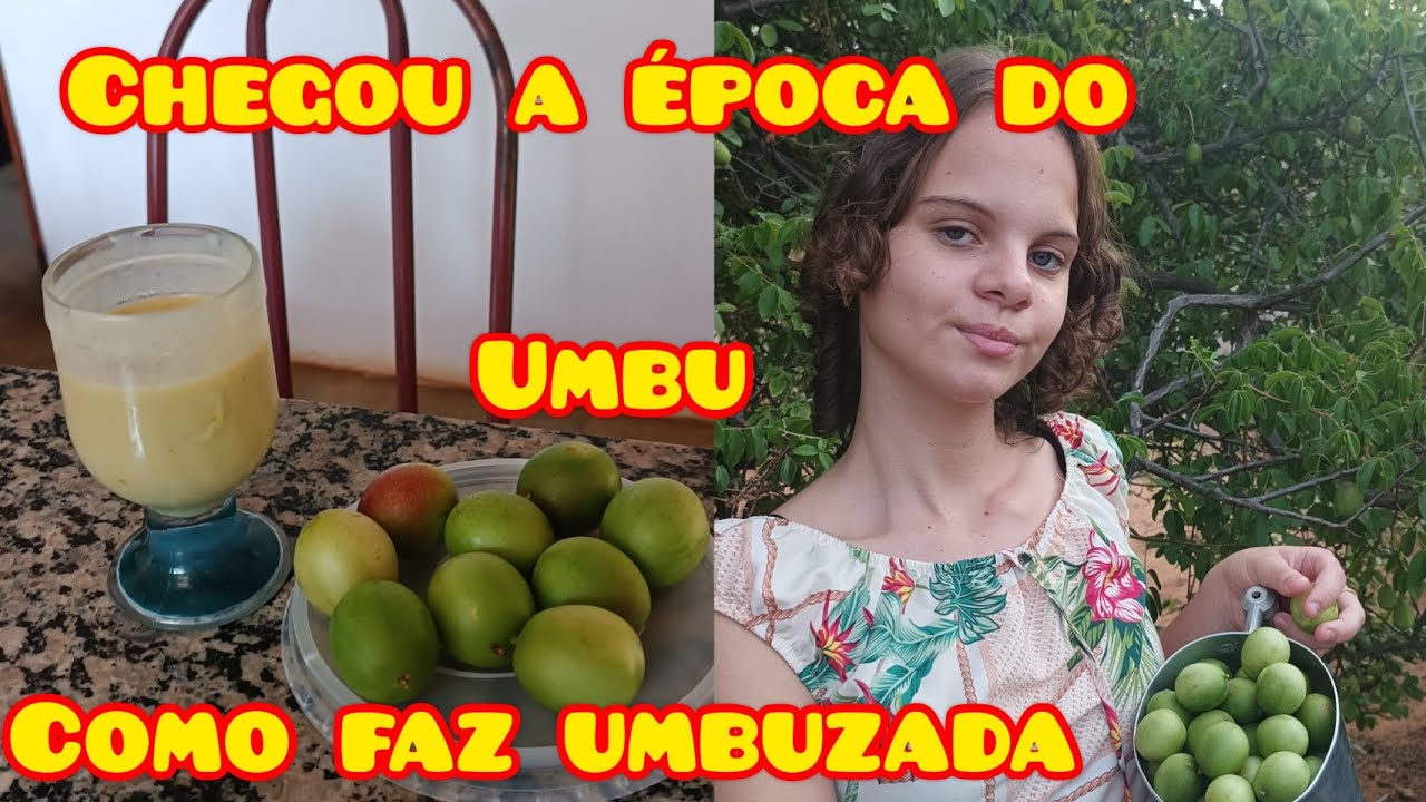 Fomos no umbuzeiro colher umbu/Fizemos umbuzada - YouTube