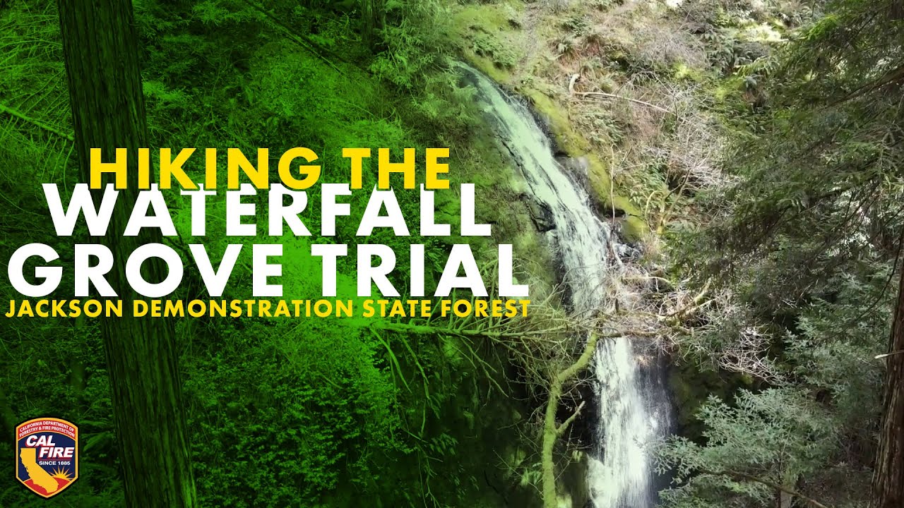 Hiking the Waterfall Grove Trail in Jackson Demonstration State Forest ...