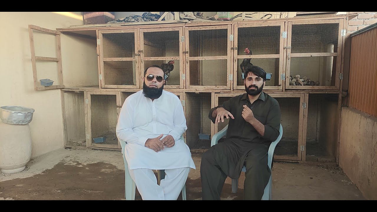 17August Aseel Farming Tips By Khan Bhai Murgh Farm Part 1st - YouTube
