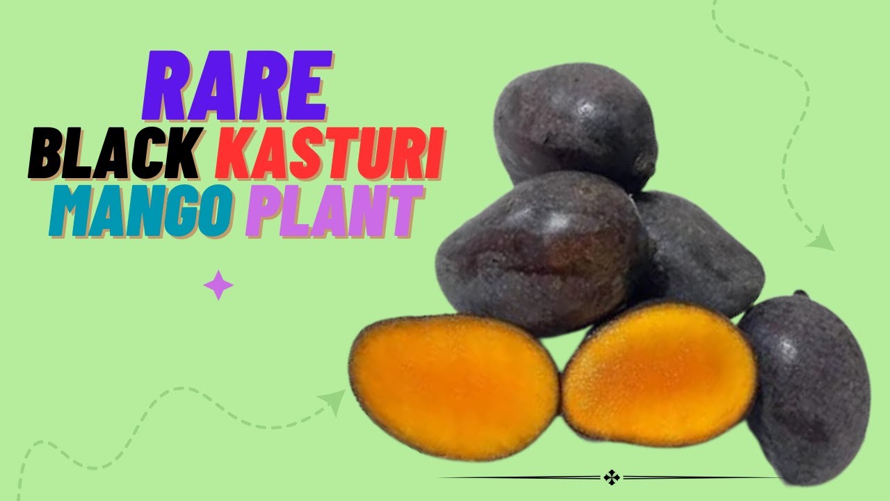Rare Kasturi Black Mango Plant With Flower Available | Buy Nursery ...