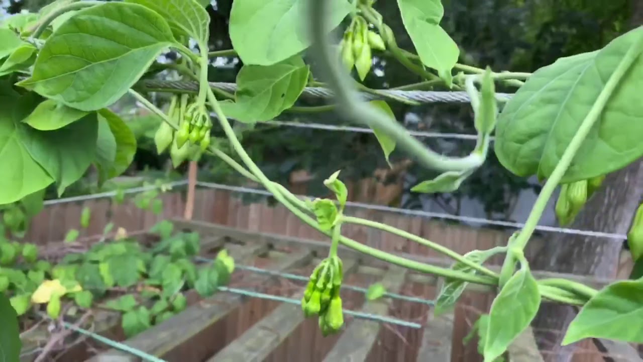 Flor de Loroco. - YouTube