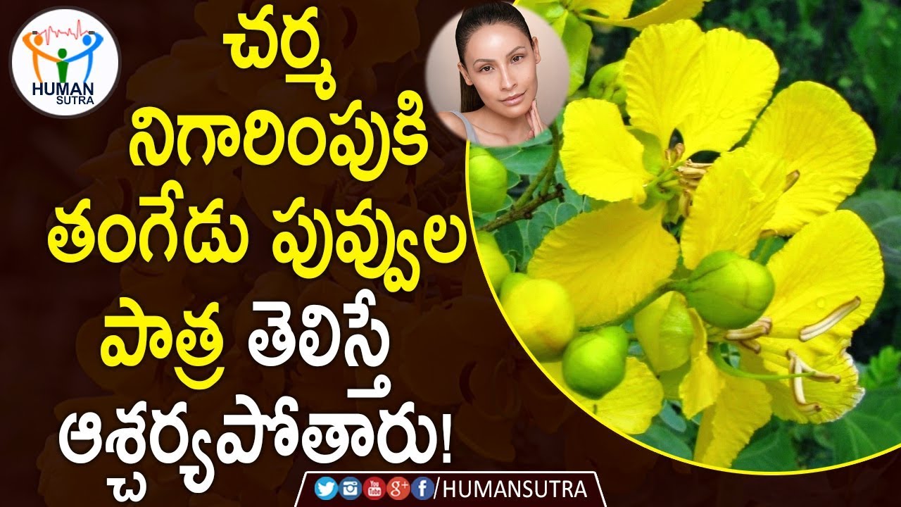 Amazing Health Benefits Of Tangedu Flowers | Health Tips In Telugu ...