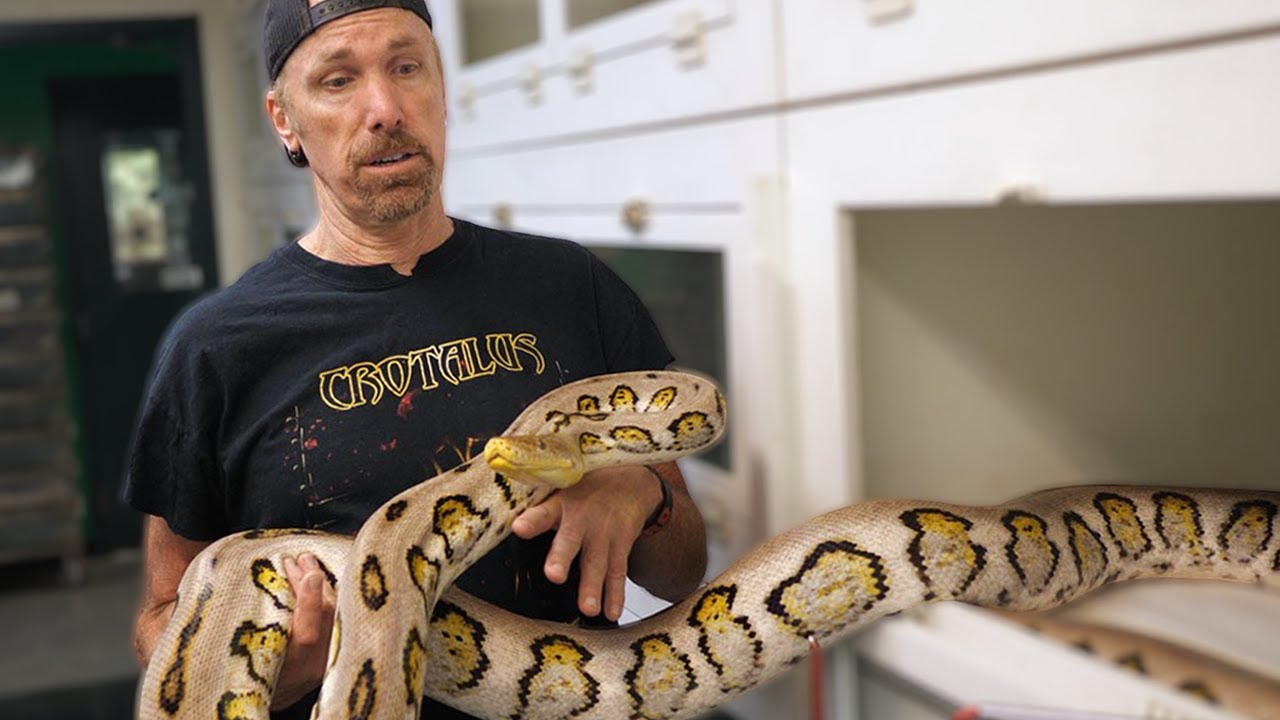 NERD IS DOWNSIZING! No more Giant Snakes? Lilith + Snarfles Updates ...