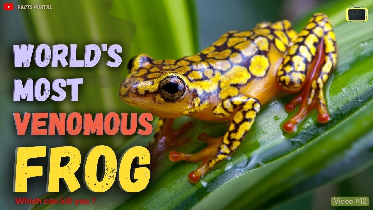World's most deadliest FROG 😱 | Animals & Wildlife - YouTube