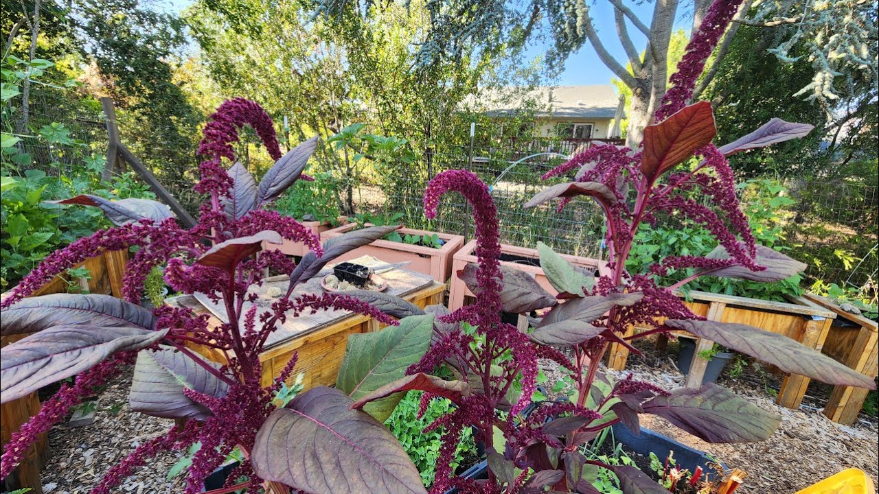 Growing Amaranth Flowers (with all updates) - YouTube