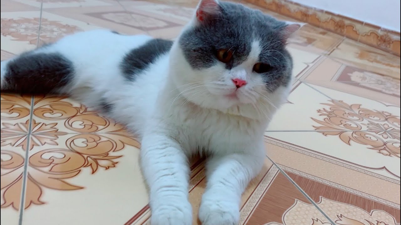 Daddy cat's so funny 🤪Too adorable cat family! 🤪 - YouTube