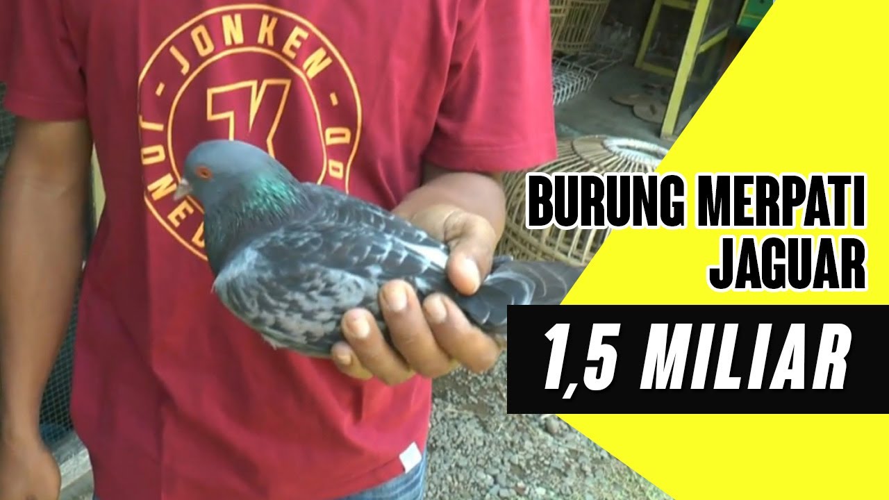 Keistimewaan Burung Merpati Jaguar Seharga Rp 1,5 Miliar - YouTube