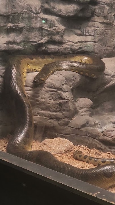 Giant Python #animals #snake #shorts - YouTube