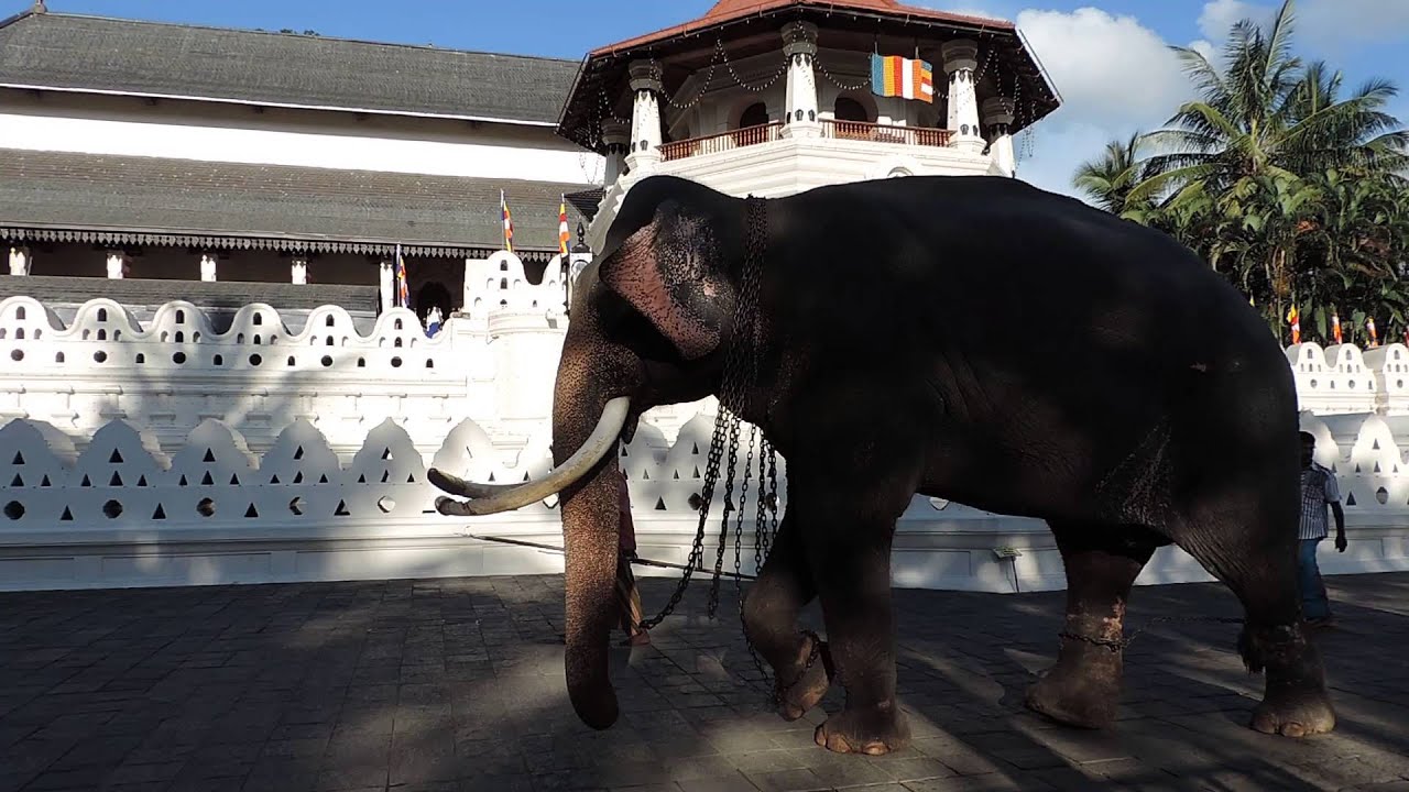 Esala Perahera Raja Elephant - YouTube