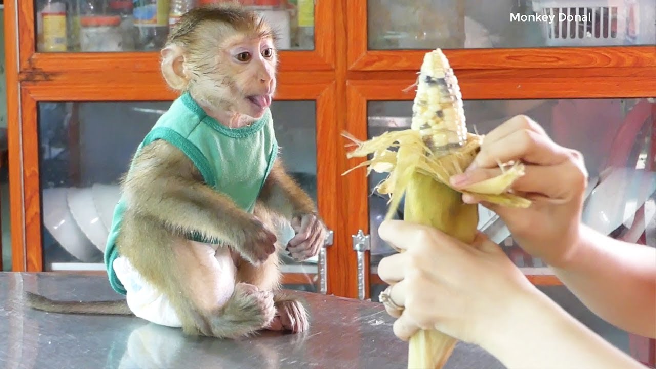 Lovely Monkey!! Donal Very Surprise To Get Huge Boil Corn - YouTube