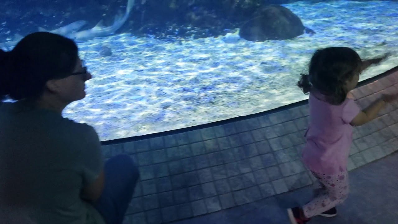 Riley Shark at Zoo - YouTube