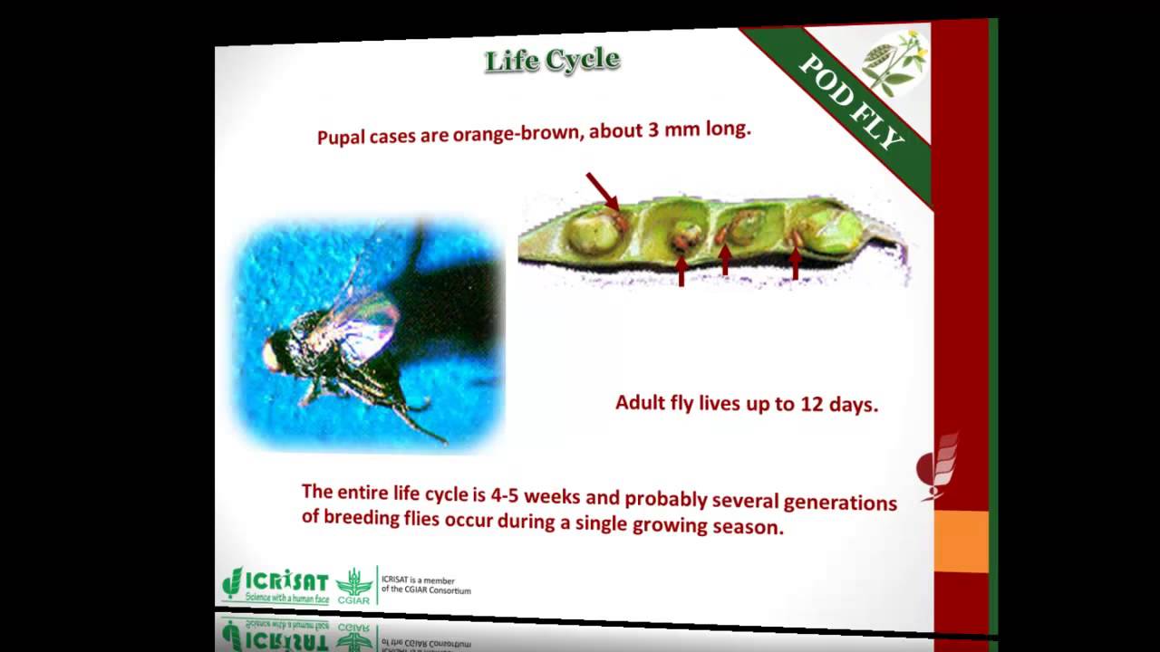 Pod fly of Pigeonpea - YouTube