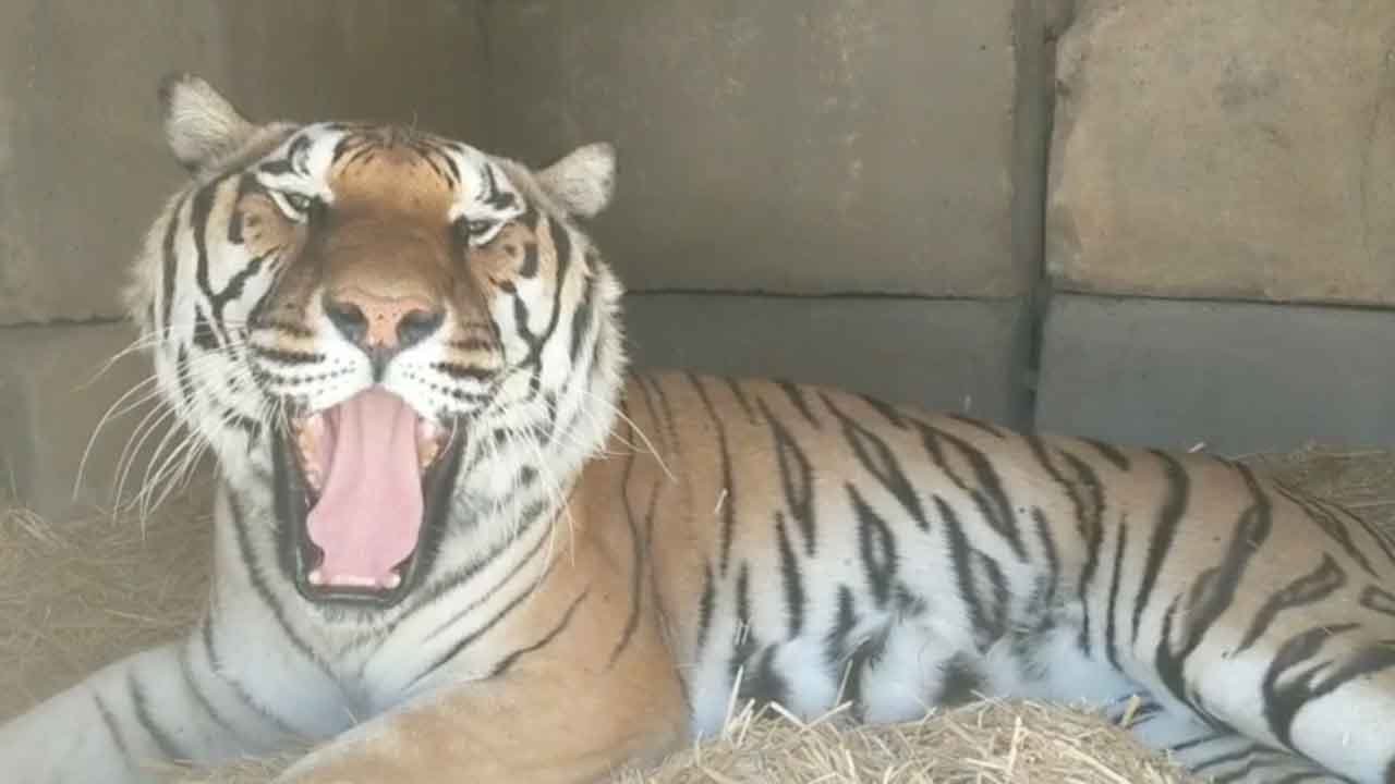 Sleepy Tiger Moans When He Gets Woken Up - YouTube