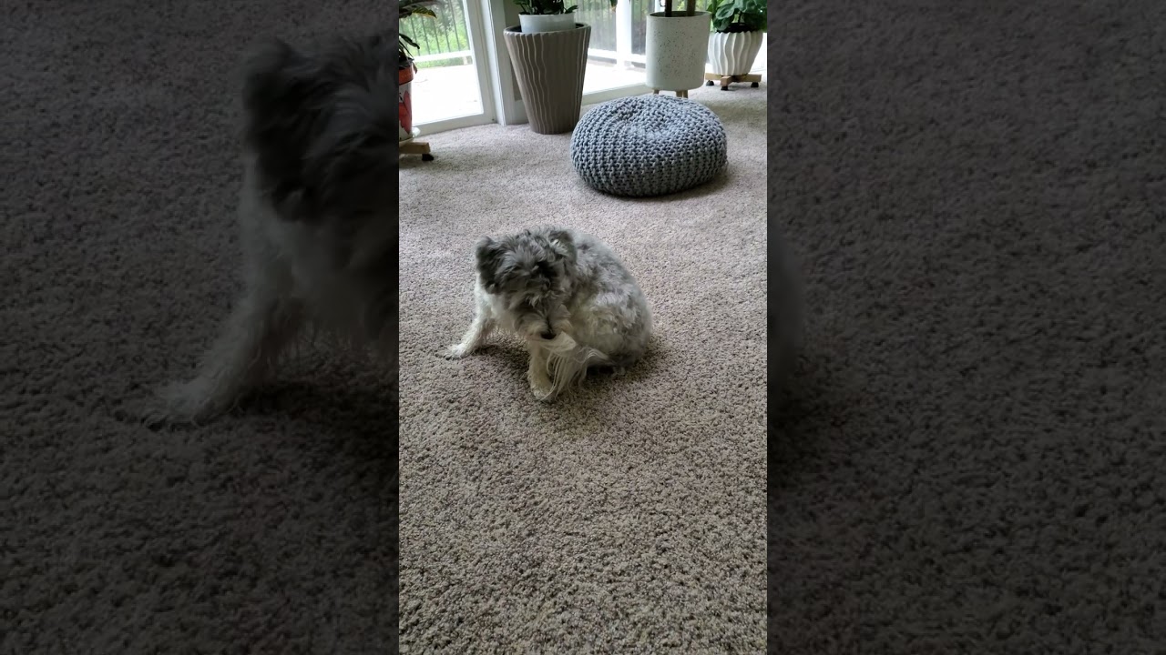 puppy spinning - YouTube
