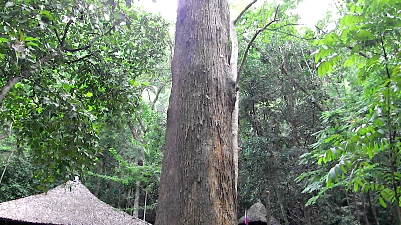 Dr Jose Rizal Baluno Tree - YouTube