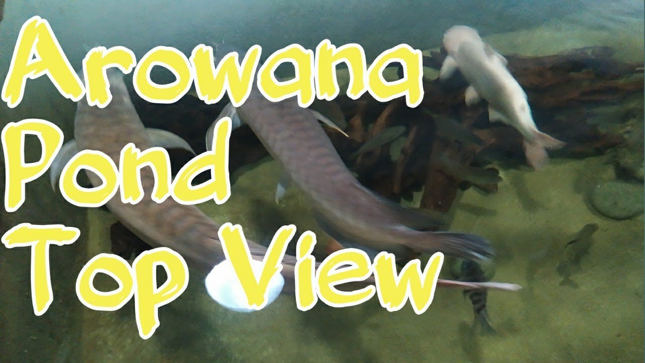 Arowana Pond Top View - YouTube
