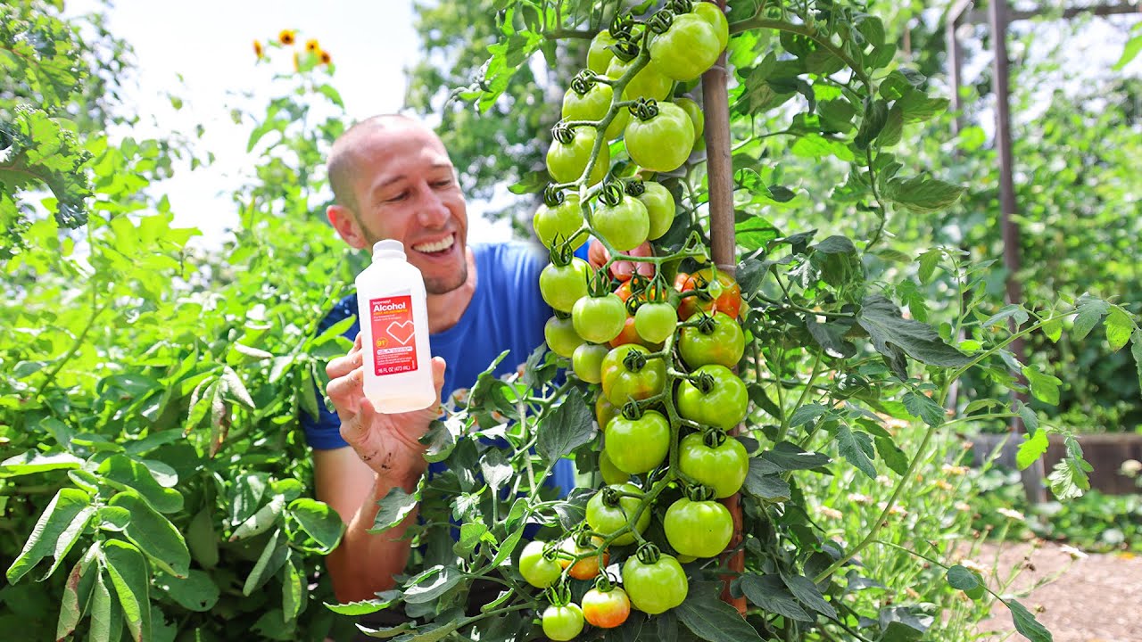 My Clever Ways to MANIPULATE Tomatoes to Produce Early, Often, and ...