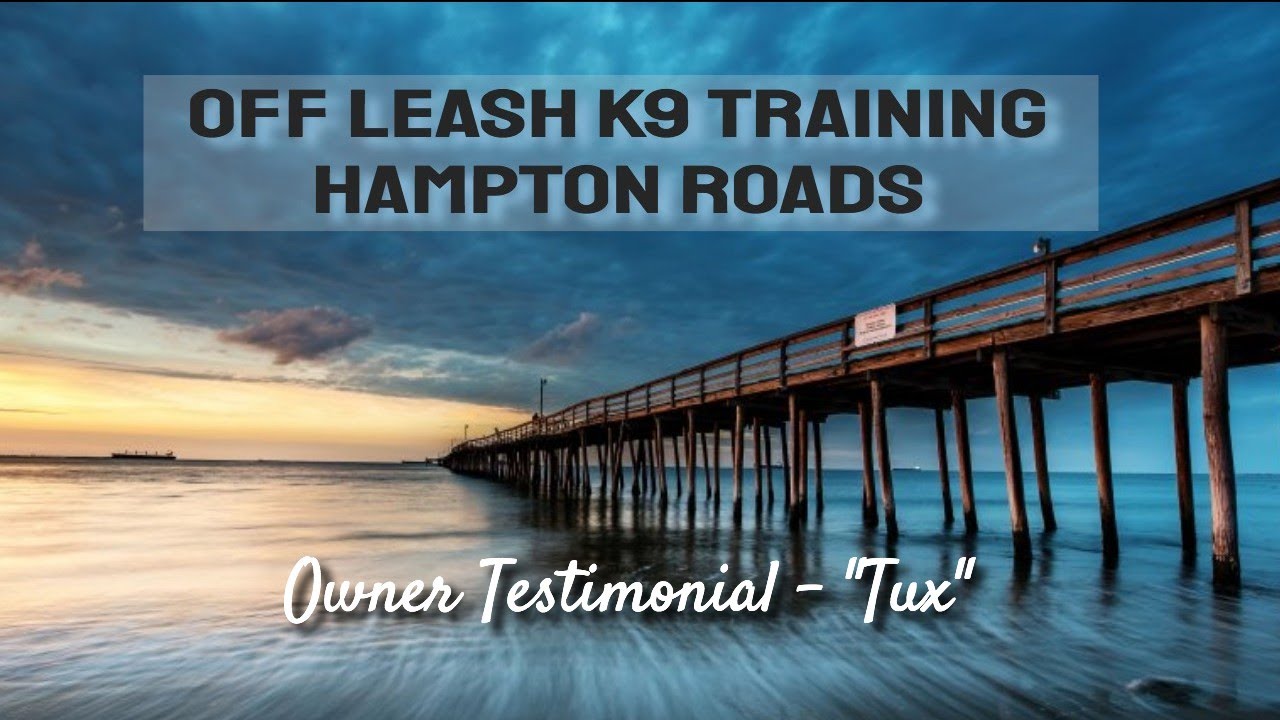 Great Dane "Tux" | Owner Testimonial | Off Leash K9 Training Hampton ...