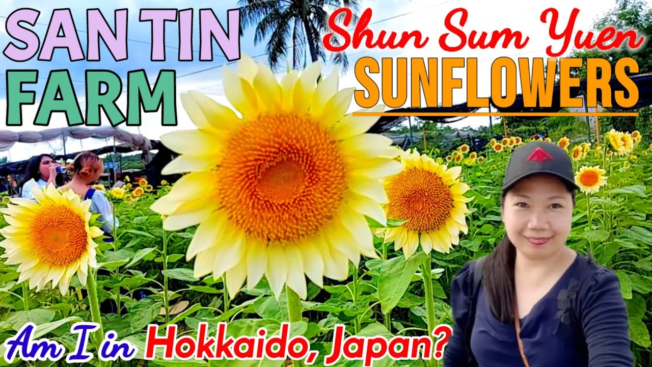 San Tin Farm|Discover the secret of Shun Sum Yuen Vast Sunflower Farm ...