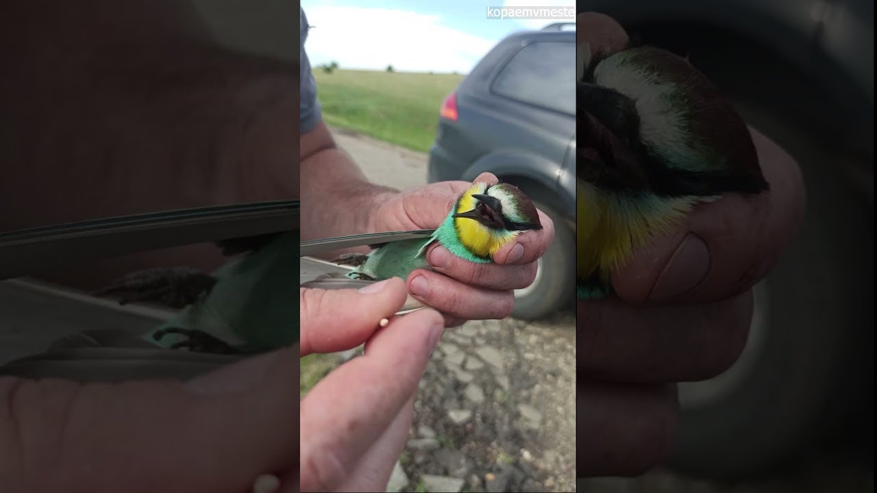 Choking Bird Rescued || ViralHog - YouTube