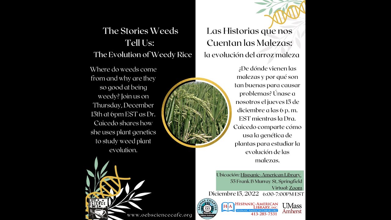 The stories weeds tell us: The evolution of weedy rice - English ...