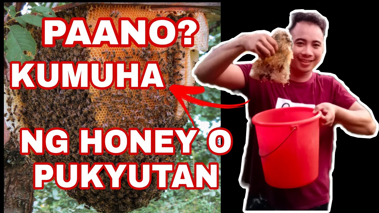 HOW ?TO CATCH HONEY BEES [ PAANO? KUMUHA NG HONEY BEE O PUKYUTAN - YouTube