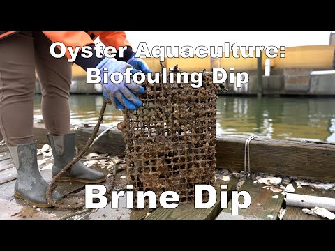 Oyster Aquaculture Biofouling Dip Tutorial (Brine Solution) - YouTube