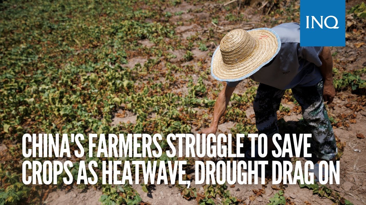 China's farmers struggle to save crops as heatwave, drought drag on ...