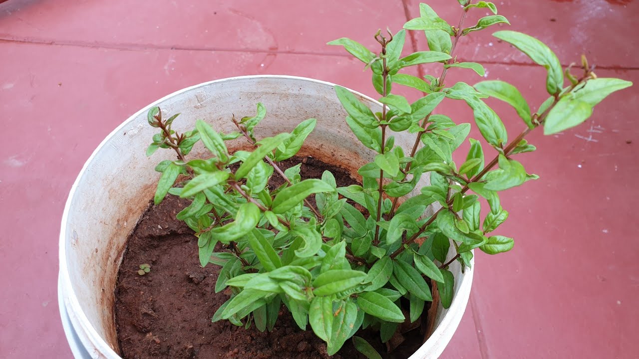 Pomegranate Plant / Danimma / matulai / dalimbe 🌱 - YouTube