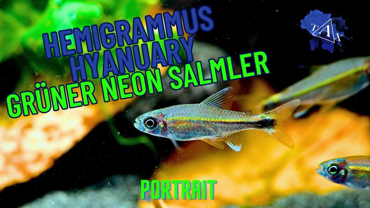 Grüner Neon Salmler I Hemigrammus hyanuary I TAX - YouTube