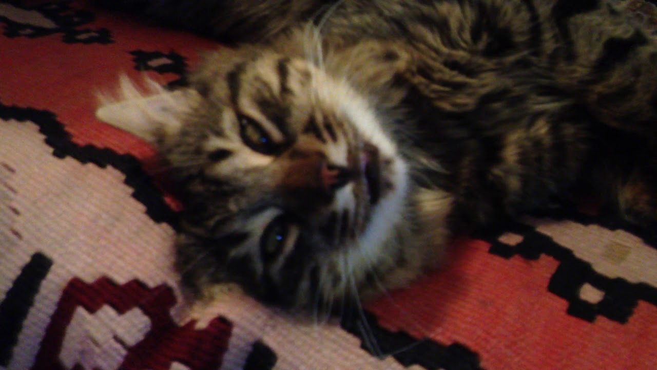 Maine Coon - Rio: Eyes :) - YouTube