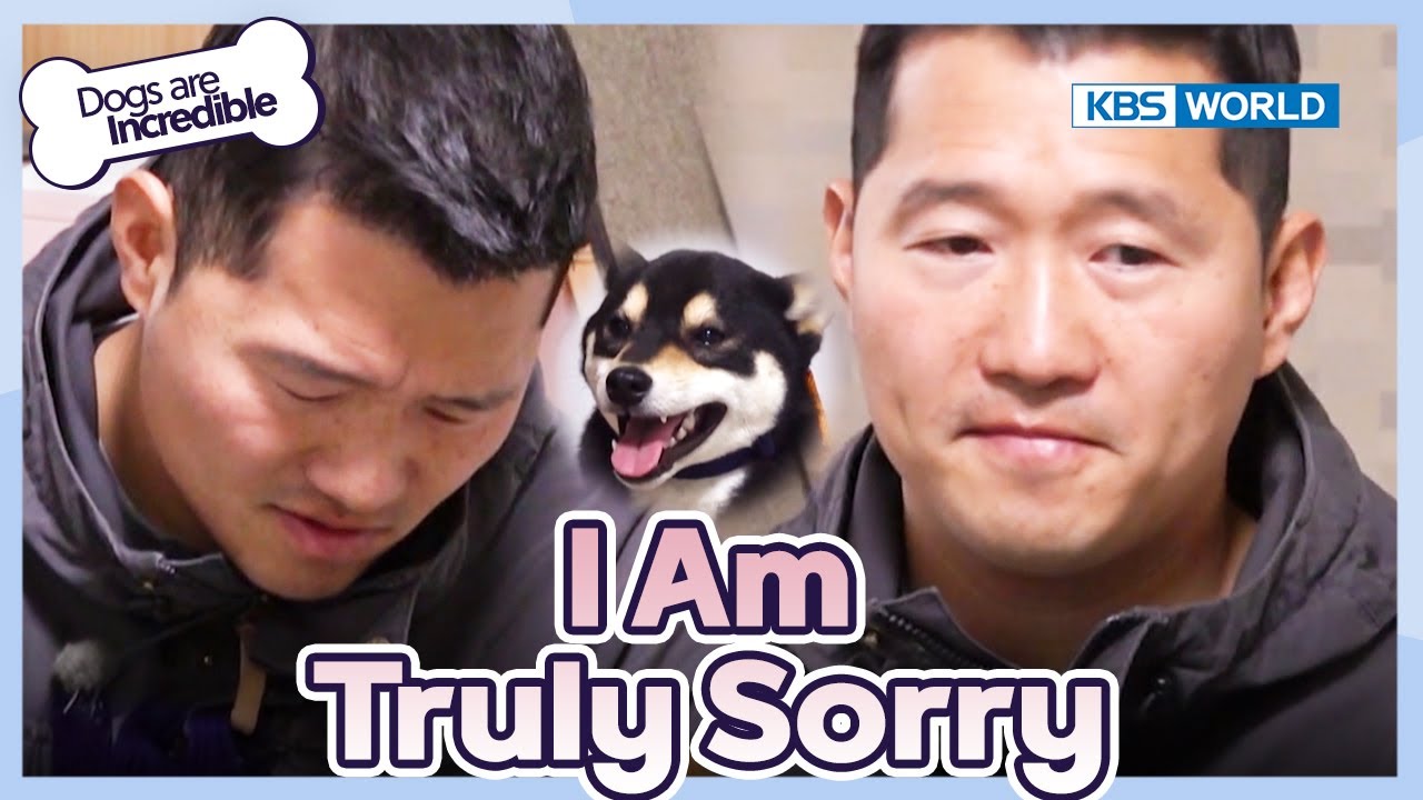 Trainer Kang Apologizes😥 [Dogs Are Incredible : EP.209-3] | KBS WORLD ...