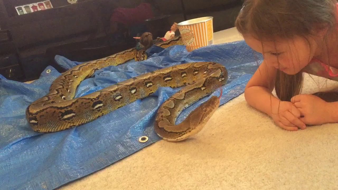 12ft Reticulated Python tickling 5 year old with his tongue - YouTube