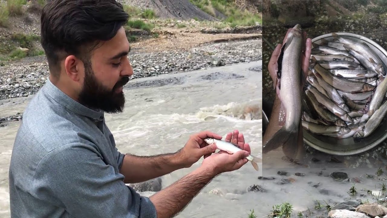 Snow Trout Fishing | Village River Fishing | Trout fishing in Pakistan ...