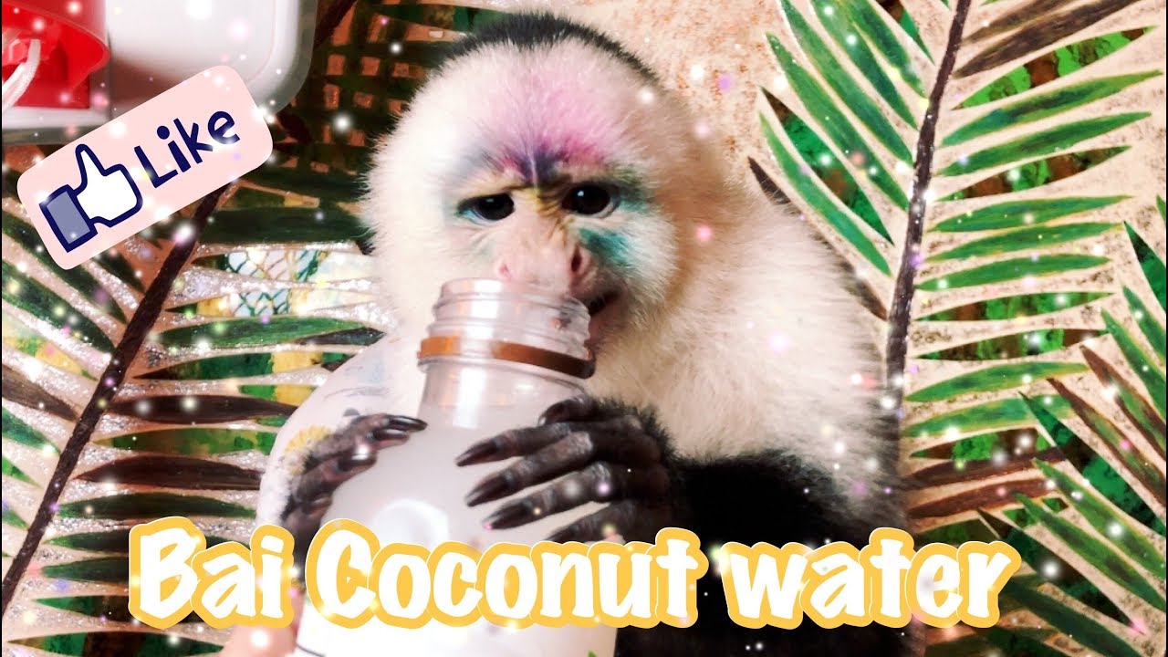 Capuchin Monkey Drinking - YouTube