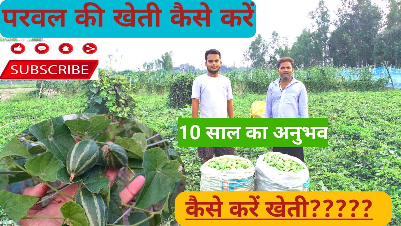 परवल की खेती की पूरी जानकारी | Parwal Farming Kaise Kare | लाखों की ...