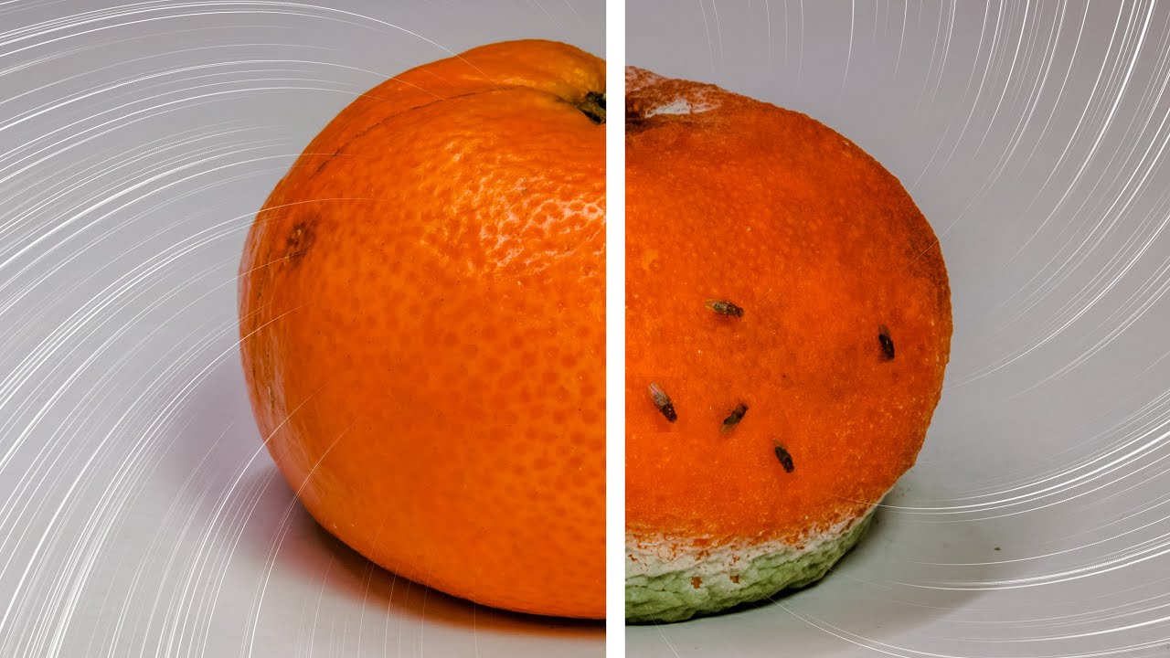 Mandarin Orange Rotten Decompose Time-lapse - YouTube