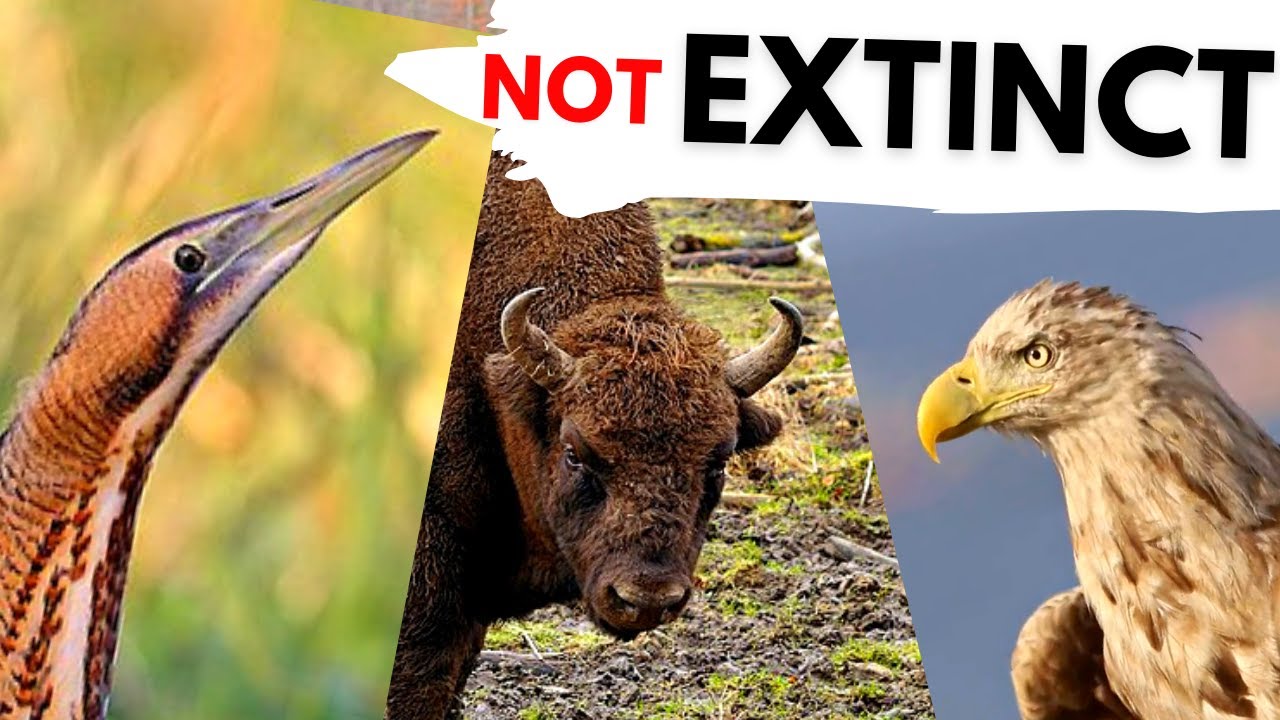 BACK from EXTINCTION! These 5 animals are Back in Britain! - YouTube
