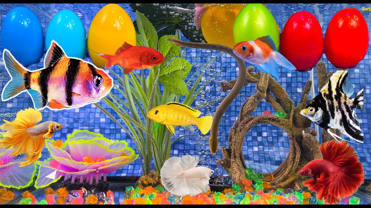 Colorful betta fish egg surprise, snake, angelfish, goldfish,koi ...