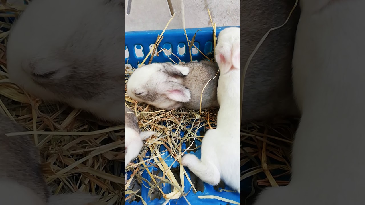 10days old baby bunnies - YouTube