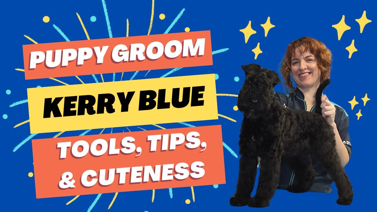 How to Groom a Kerry Blue Terrier: A Guide to a Beautiful Coat - YouTube