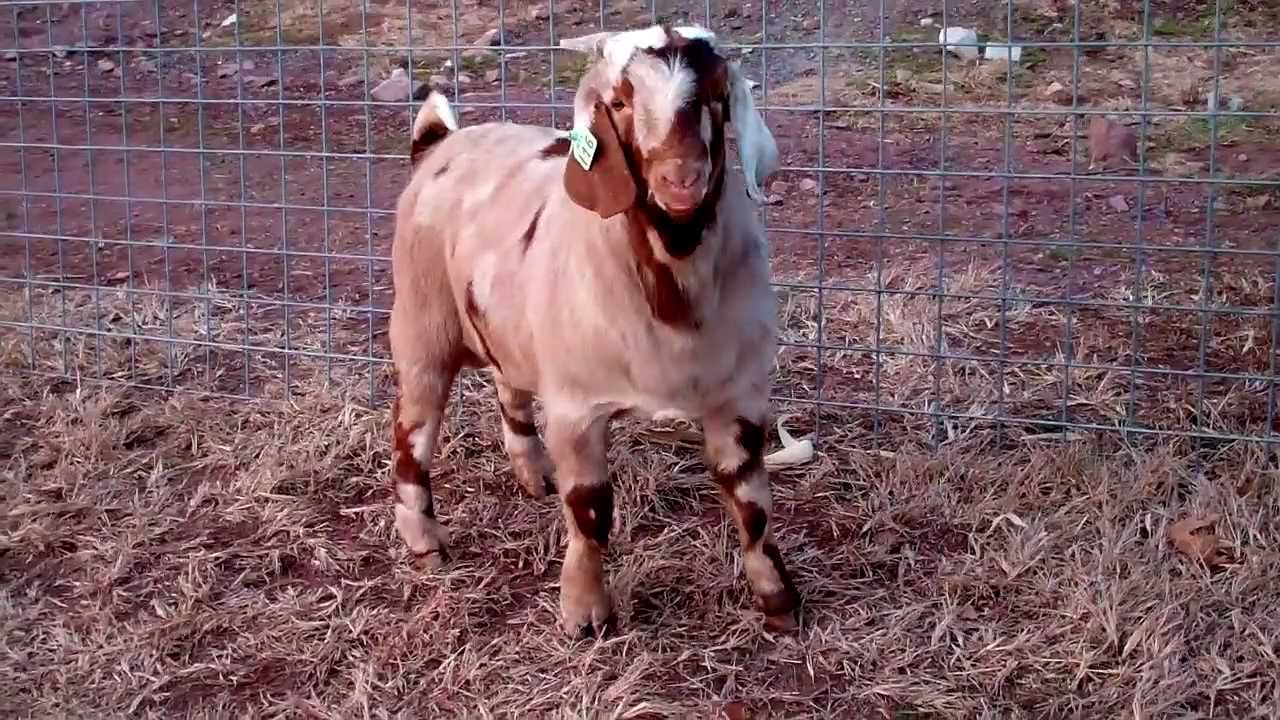 MAX Boer Goats IMAX THE BIG SHOW - NFS - YouTube