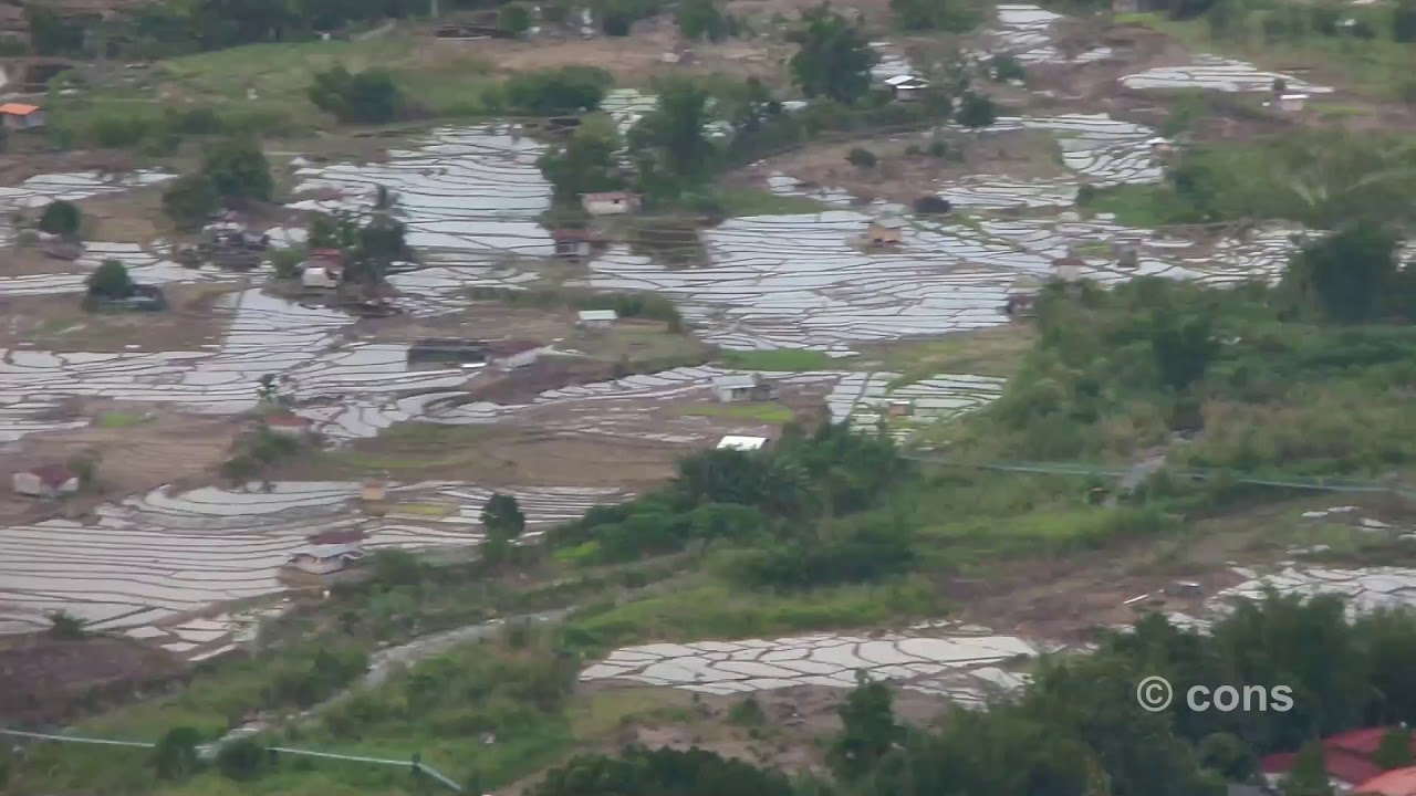 Kawasan Sawah Padi Kampung Sunsuron Tambunan - YouTube
