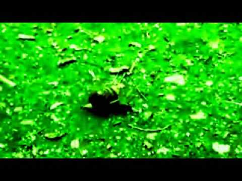 Green Snail Effects