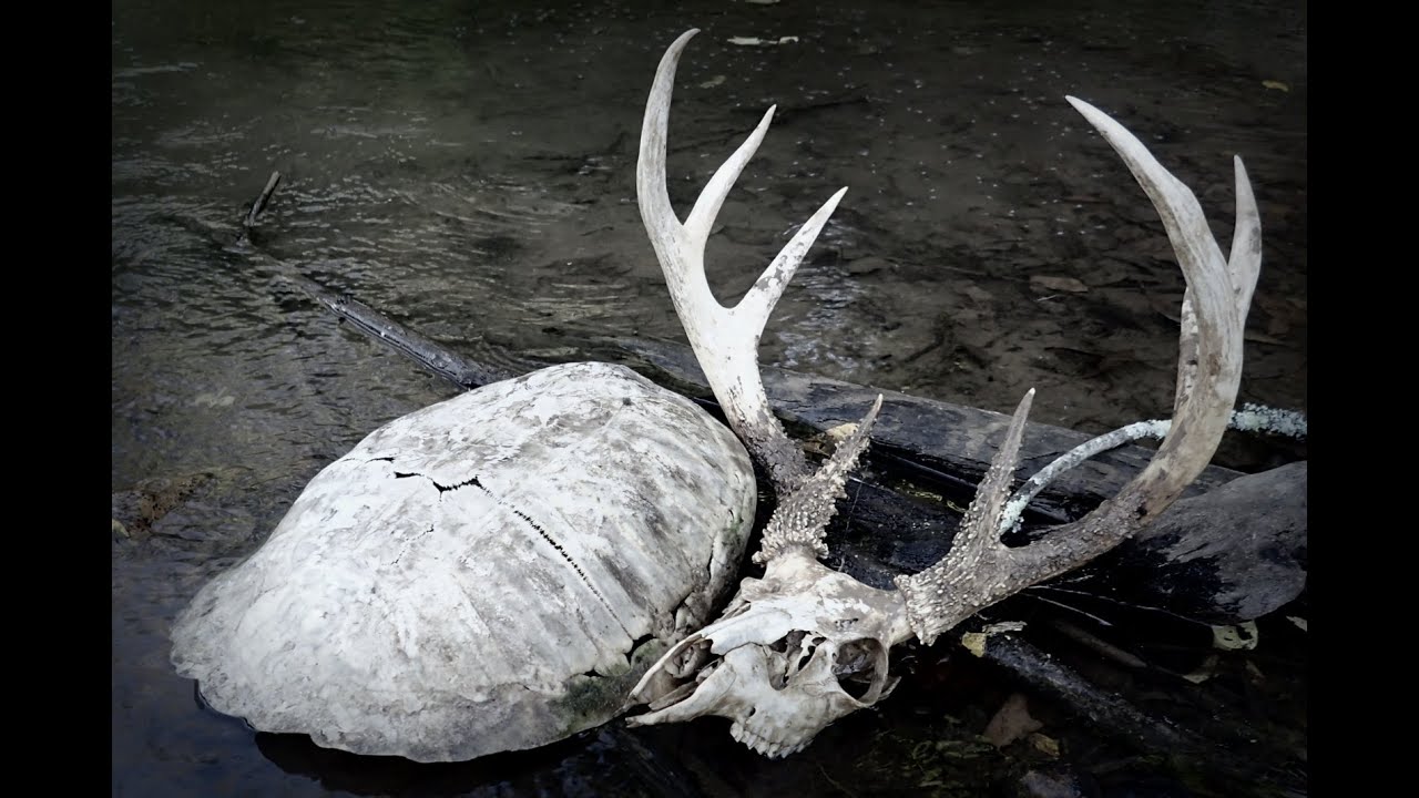 Giant Deer Antlers And Huge Snapping Turtle Shell - YouTube